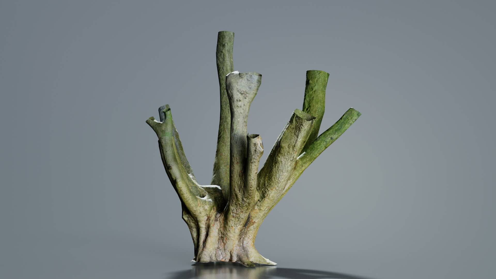 Wide Base with Offshoots Tree Trunk - 3D Model by Polygonal Miniatures