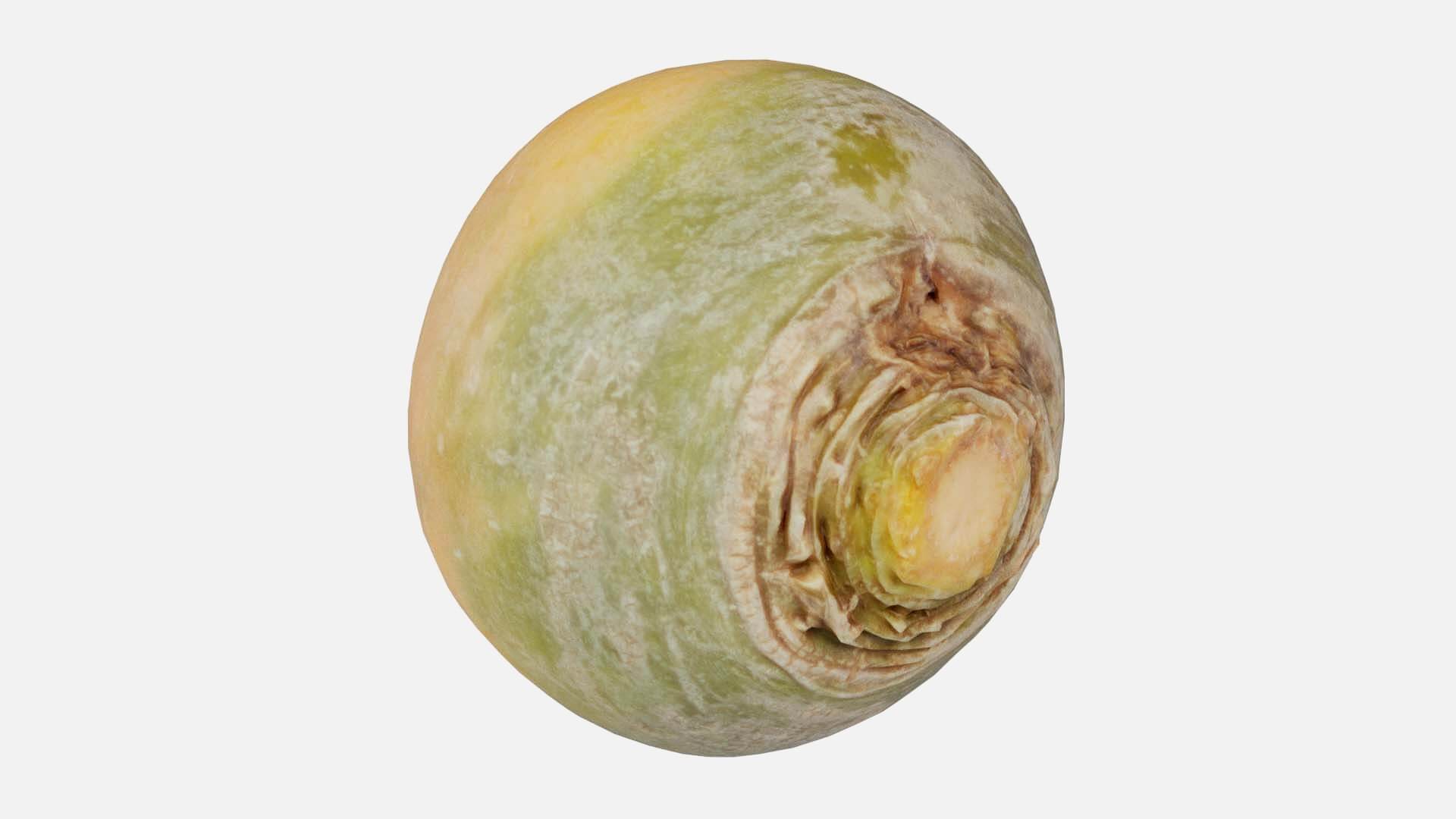 Yellow Turnip - 3D Model by Polygonal Miniatures