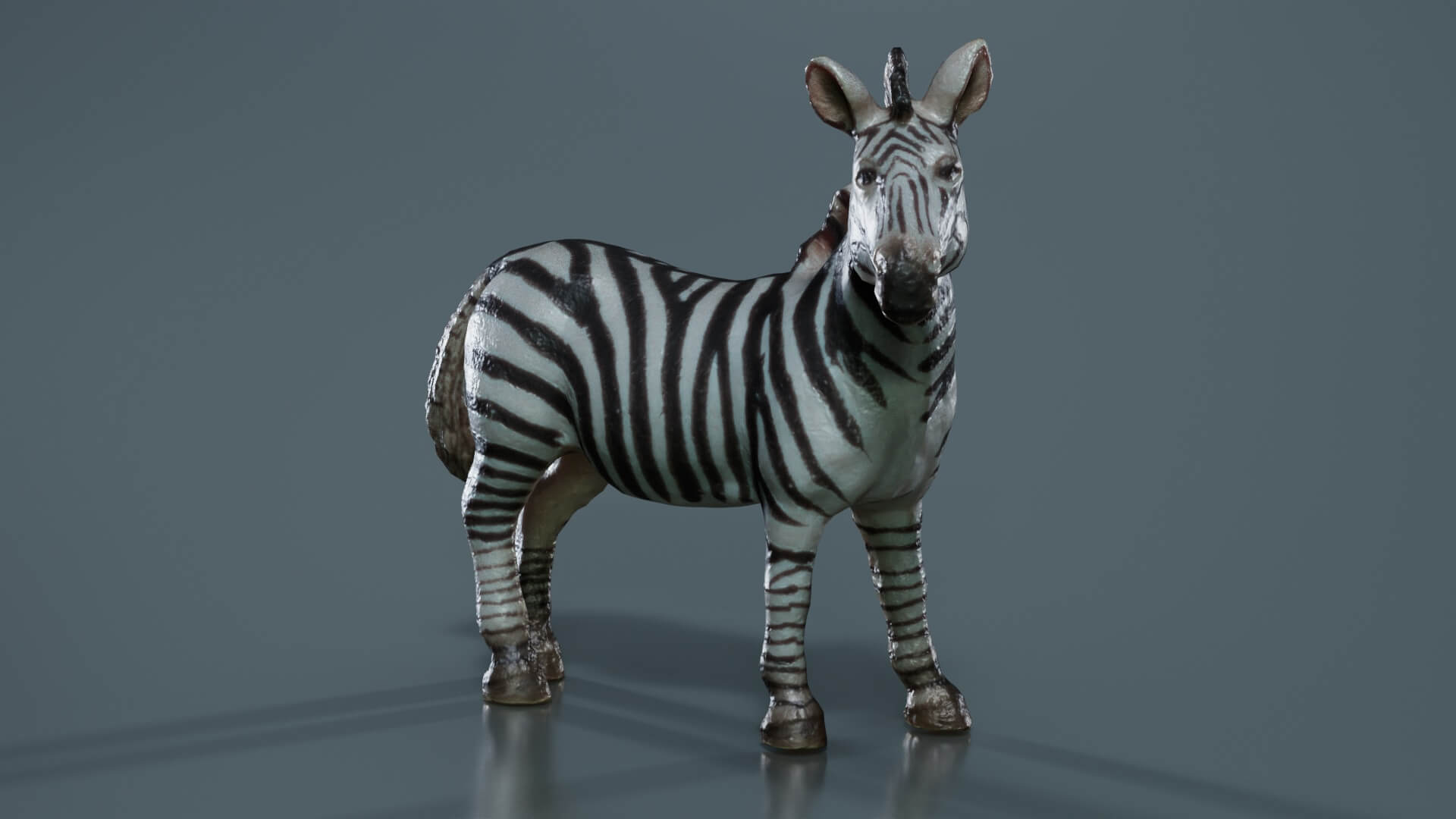 Zebra - 3D Model by Polygonal Miniatures