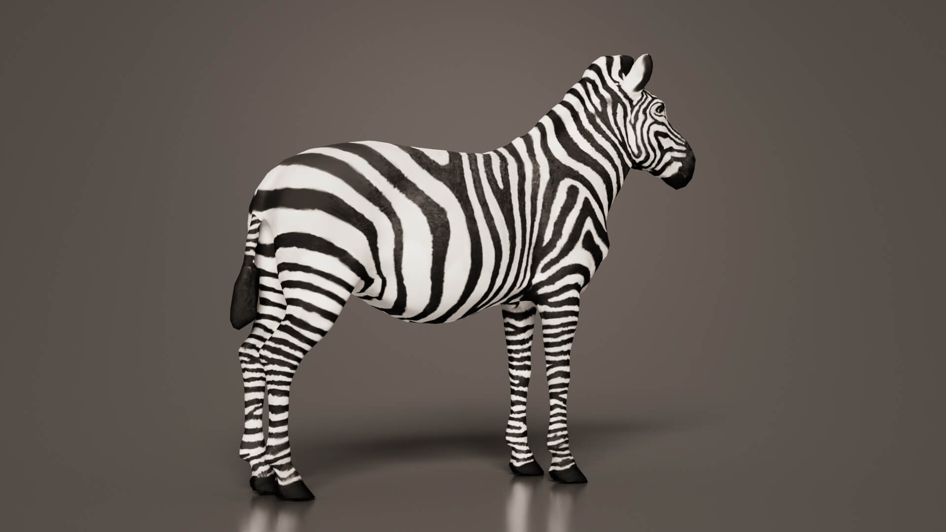 Zebra Standing - 3D Model by Polygonal Miniatures