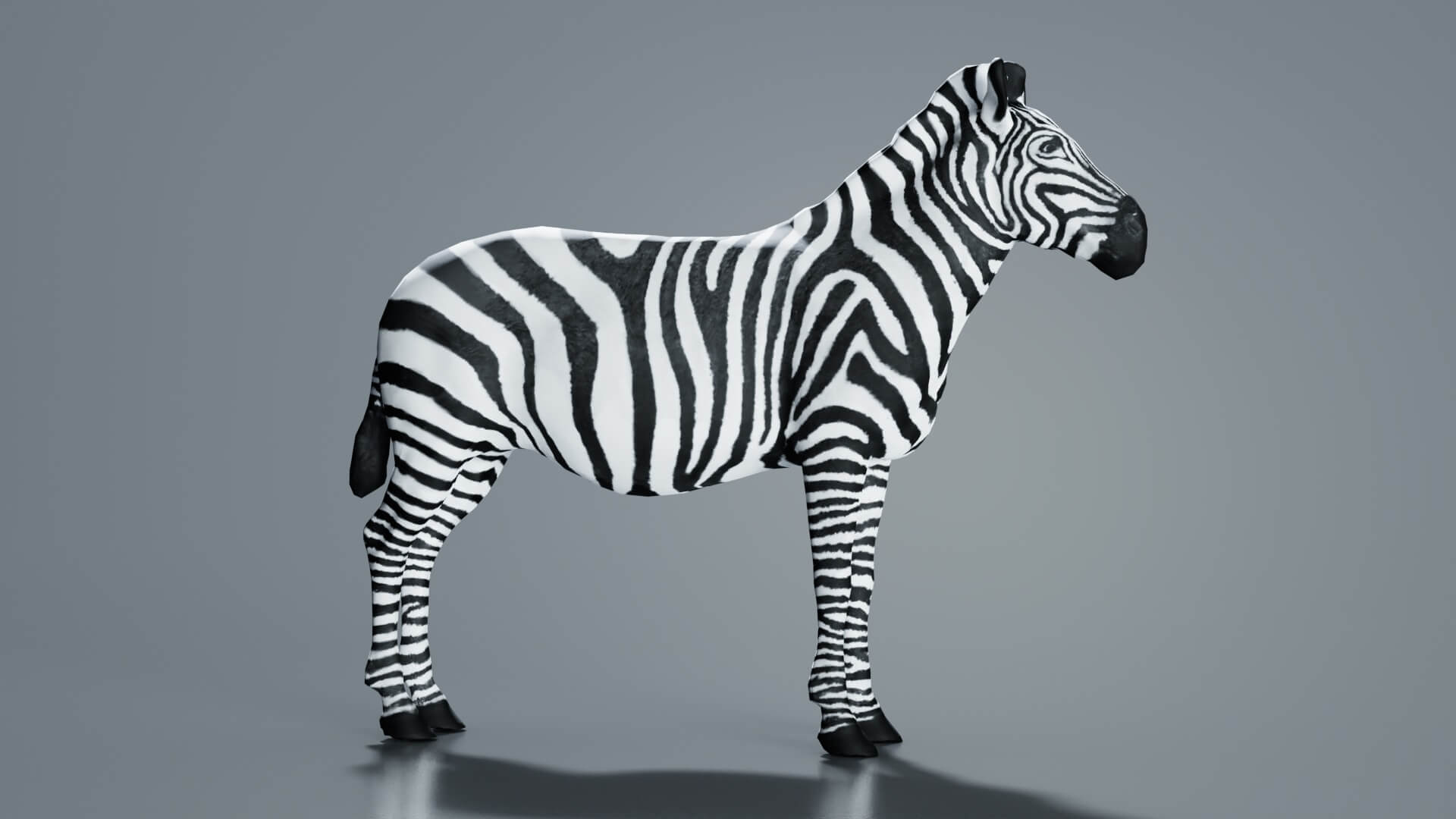 Zebra Standing - 3D Model by Polygonal Miniatures