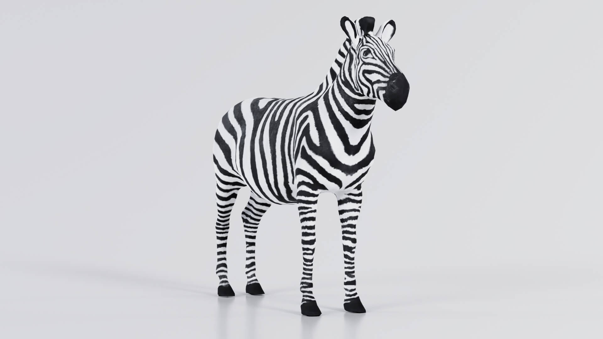 Zebra Standing - 3D Model by Polygonal Miniatures
