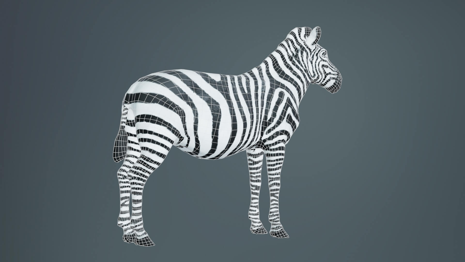 Zebra Standing - 3D Model by Polygonal Miniatures