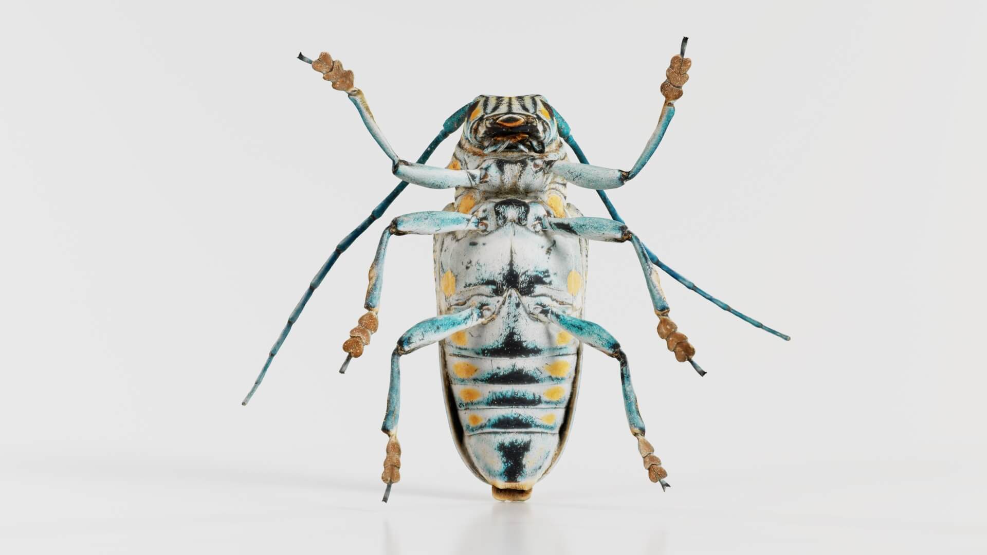 Zographus Regalis Centralis - 3D Model by Polygonal Miniatures