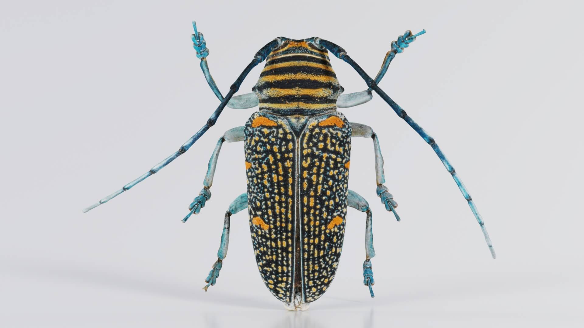 Zographus Regalis Centralis - 3D Model by Polygonal Miniatures