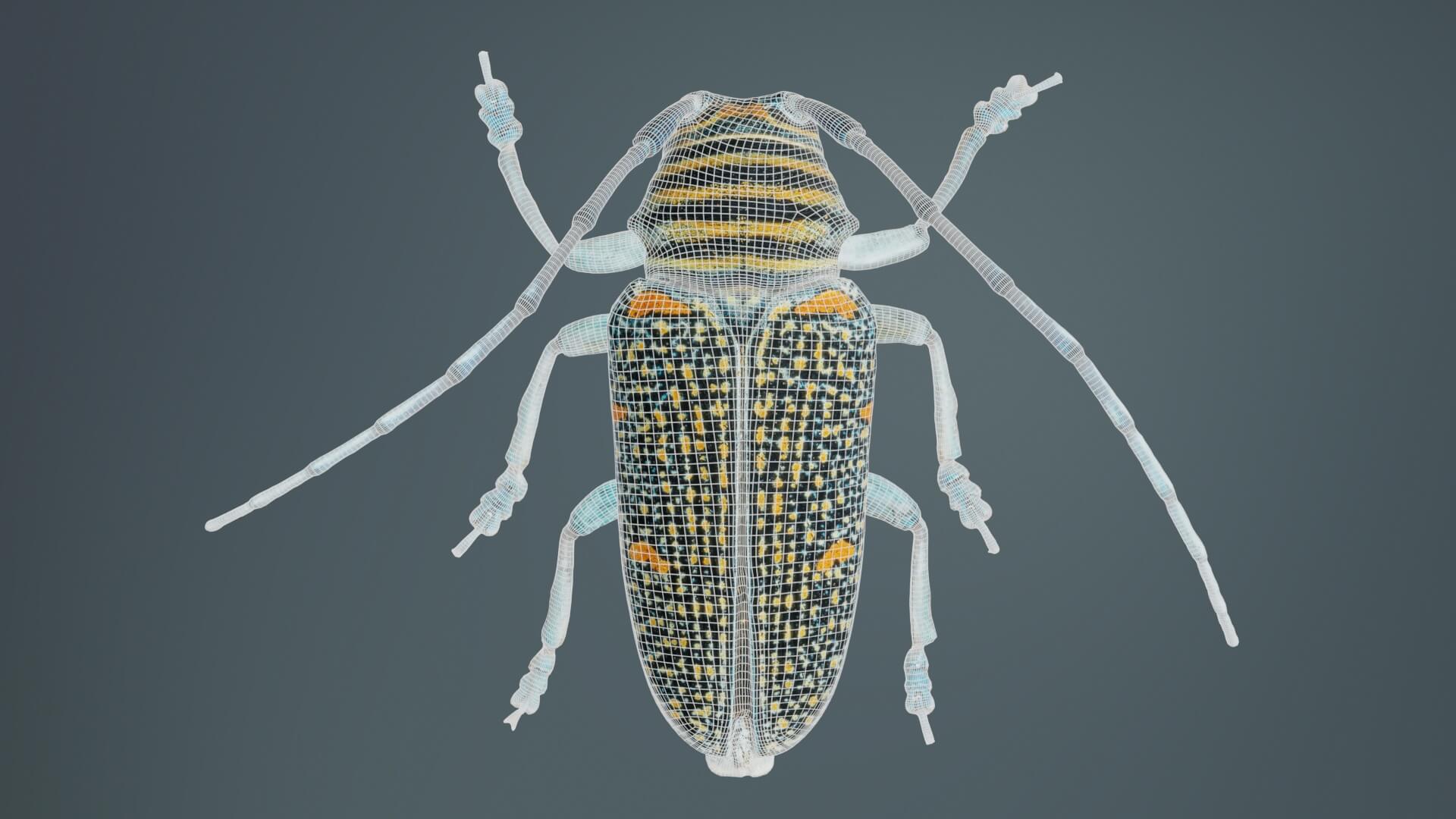Zographus Regalis Centralis - 3D Model by Polygonal Miniatures