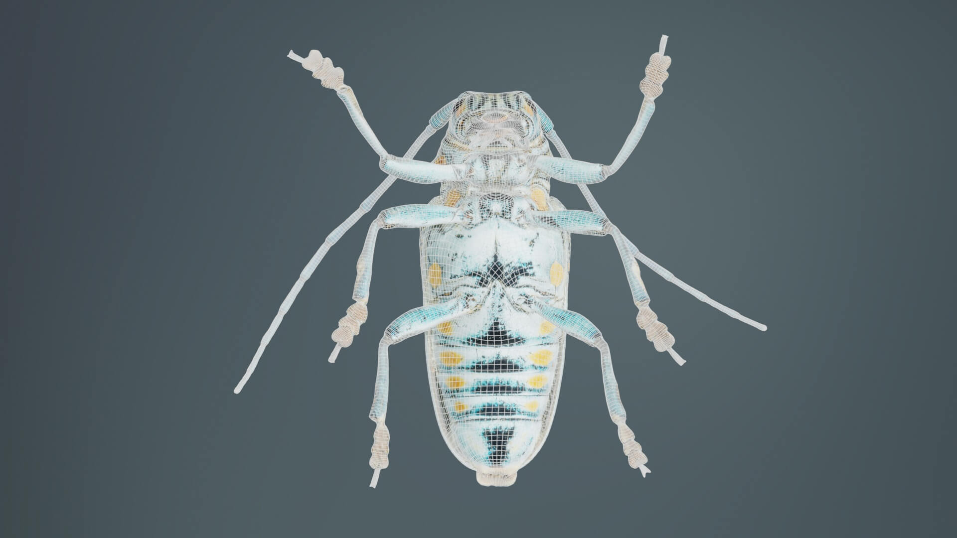 Zographus Regalis Centralis - 3D Model by Polygonal Miniatures