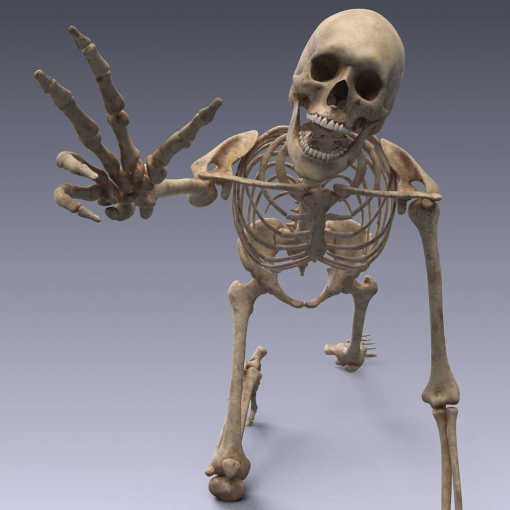 Human Skeleton Rigged - 3D Model by posogi1267
