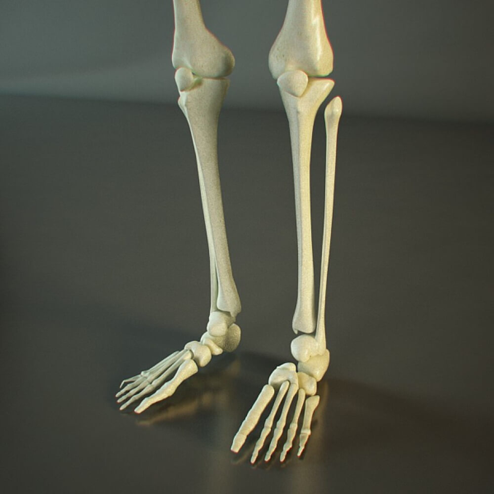 Realistic Skeleton - 3D Model by posogi1267