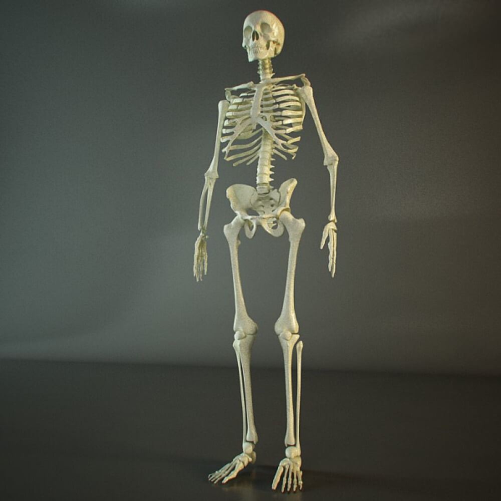 Realistic Skeleton - 3D Model by posogi1267