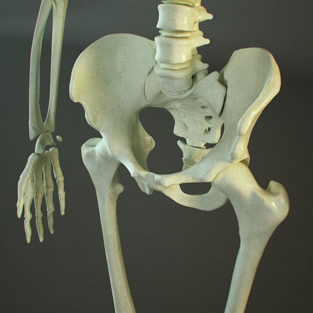 Realistic Skeleton - 3D Model by posogi1267