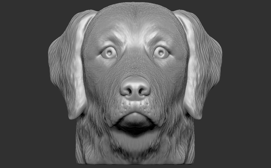 Golden Retriever Head - 3D Model by PrintedReality