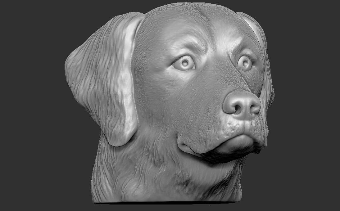 Golden Retriever Head - 3D Model by PrintedReality
