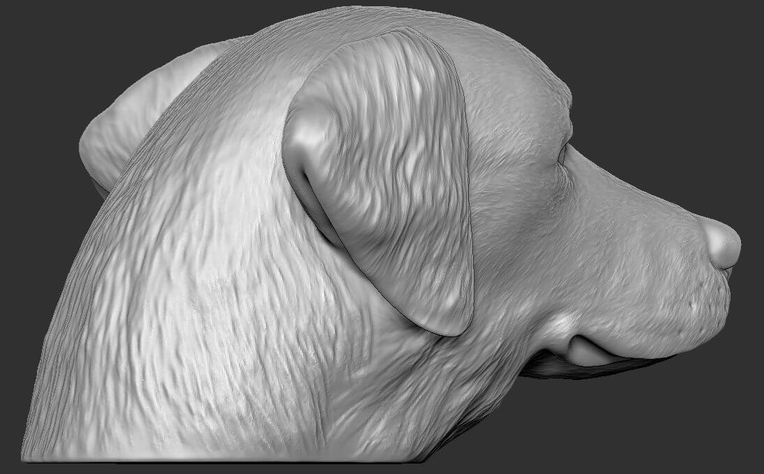 Golden Retriever Head - 3D Model by PrintedReality