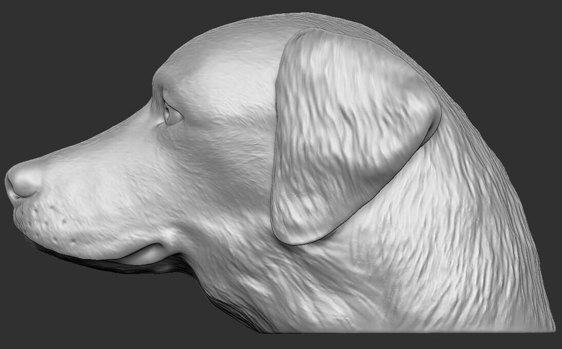 Golden Retriever Head - 3D Model by PrintedReality