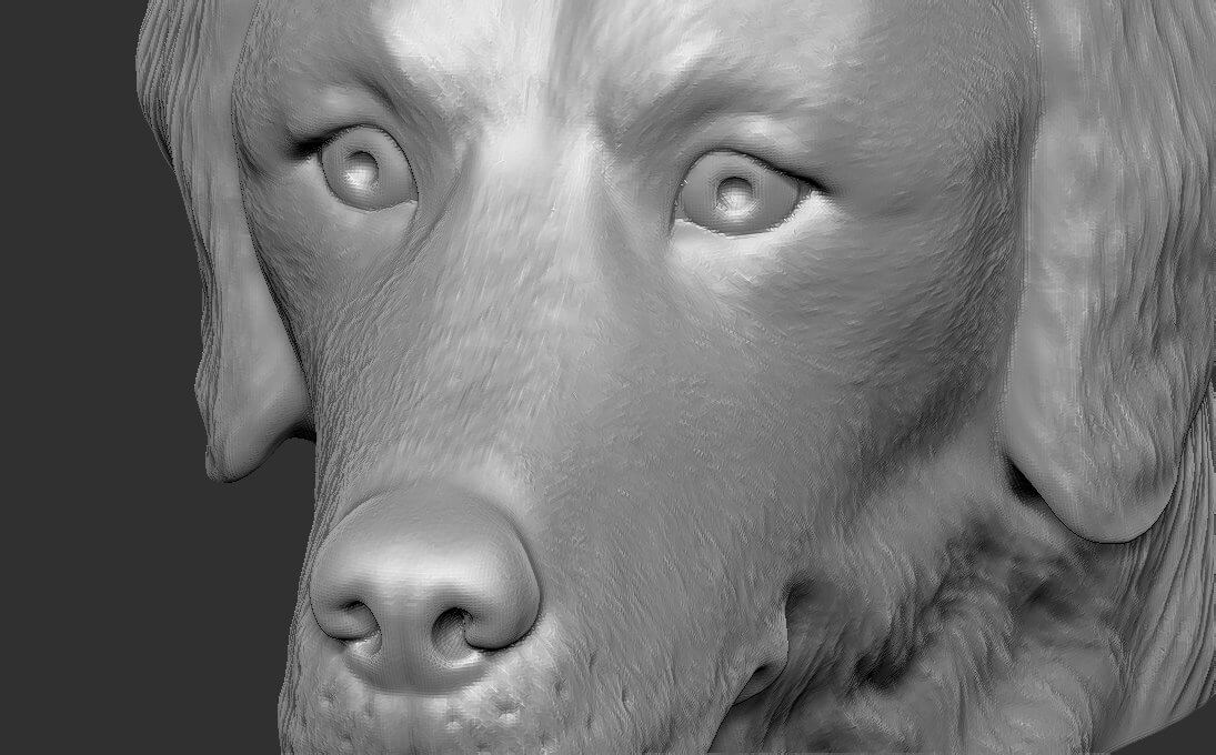 Golden Retriever Head - 3D Model by PrintedReality