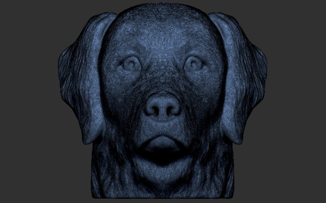Golden Retriever Head - 3D Model by PrintedReality