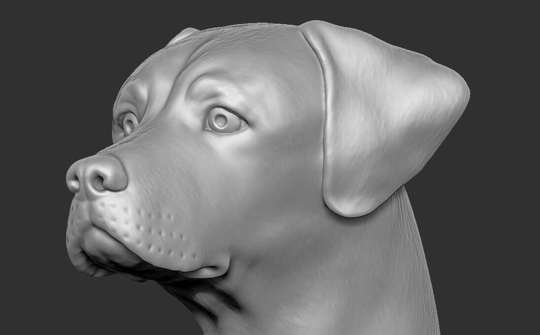 Labrador Head - 3D Model by PrintedReality