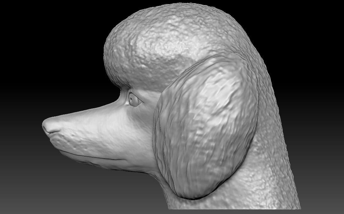 Poodle Head - 3D Model by PrintedReality
