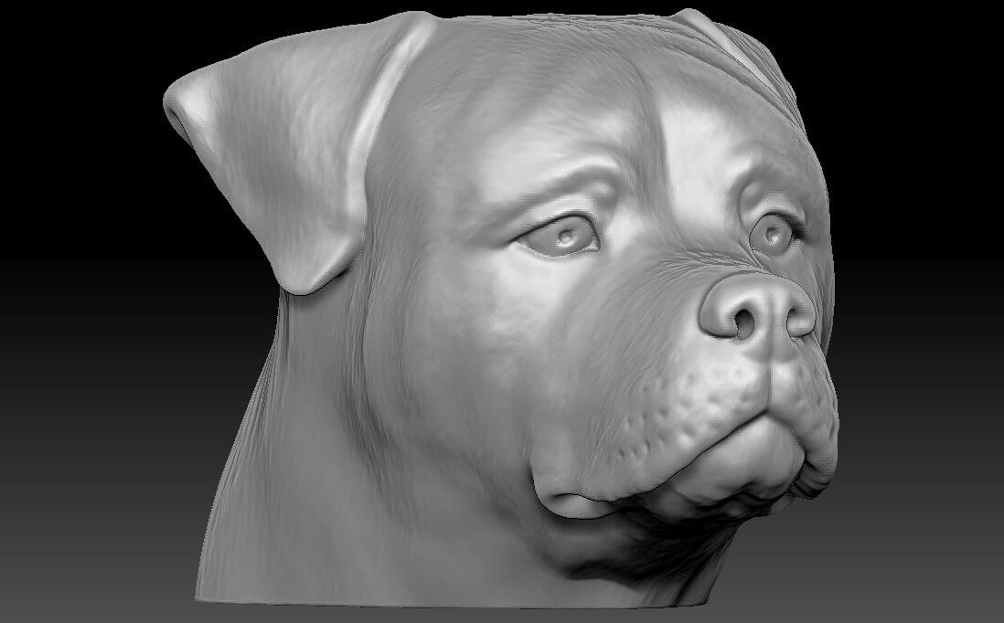 Rottweiler Head - 3D Model by PrintedReality