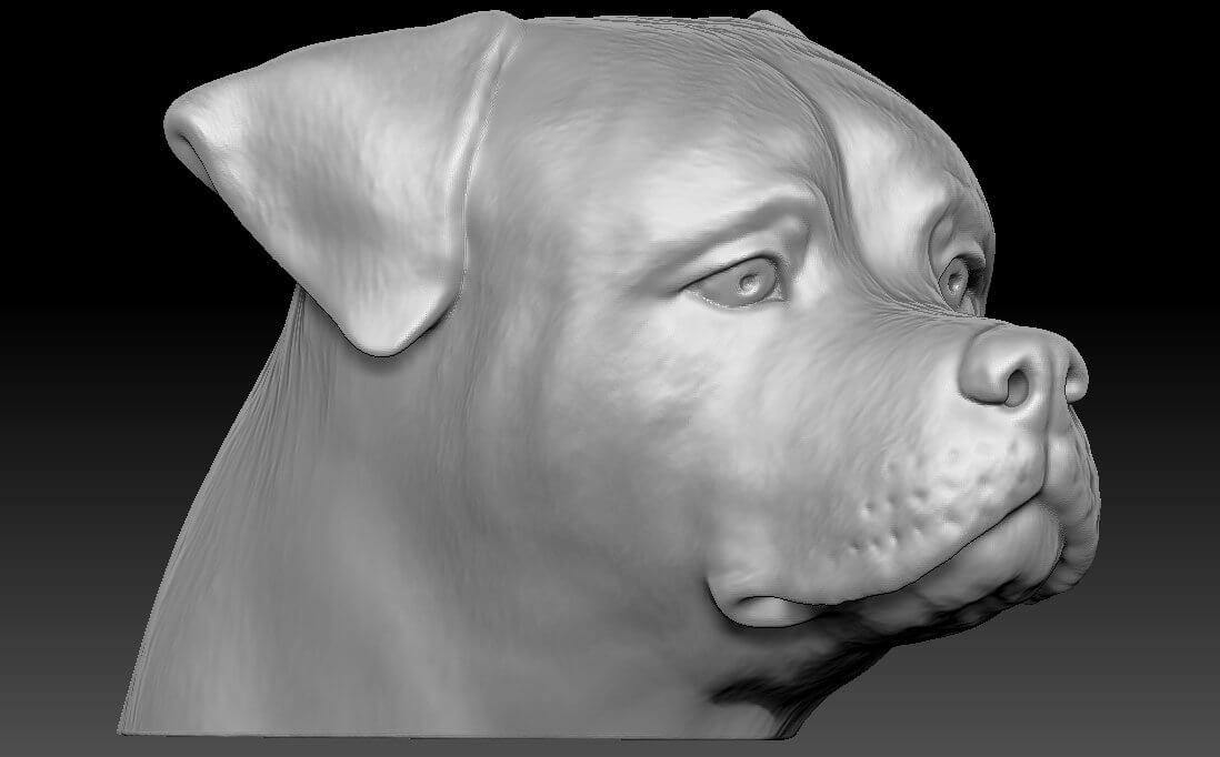 Rottweiler Head - 3D Model by PrintedReality