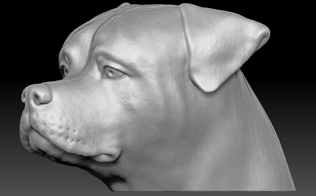 Rottweiler Head - 3D Model by PrintedReality