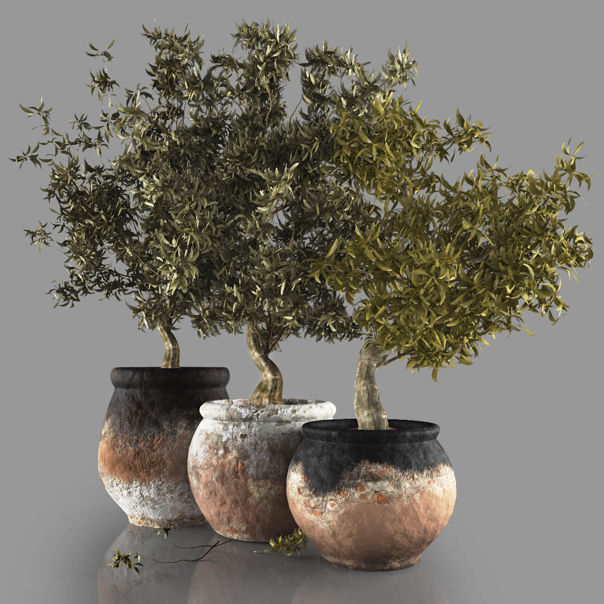 Olive Trees Collection - 3D Model by Proart1studio