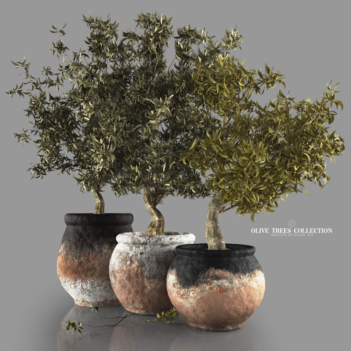Olive Trees Collection - 3D Model by Proart1studio