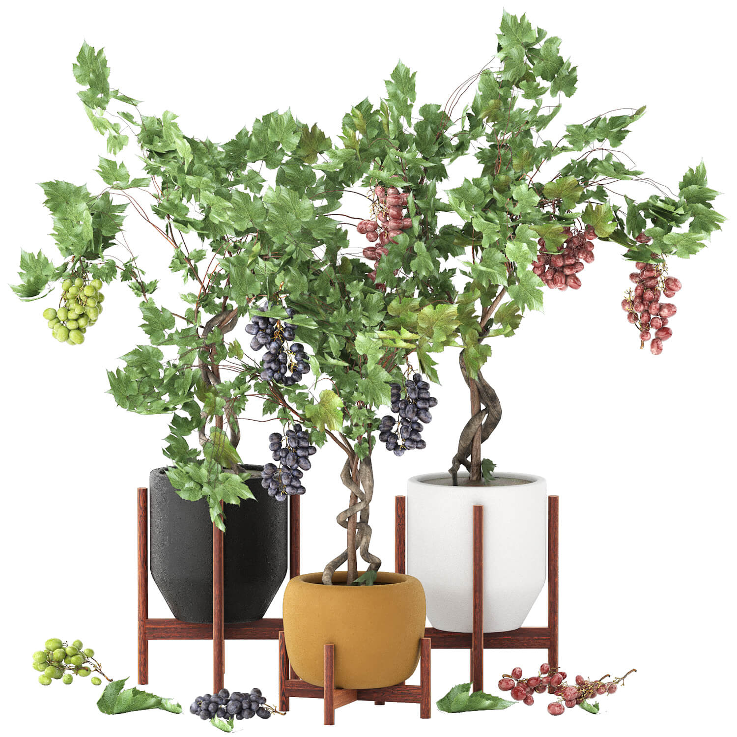 Pots of Grapes Trees - 3D Model by Proart1studio