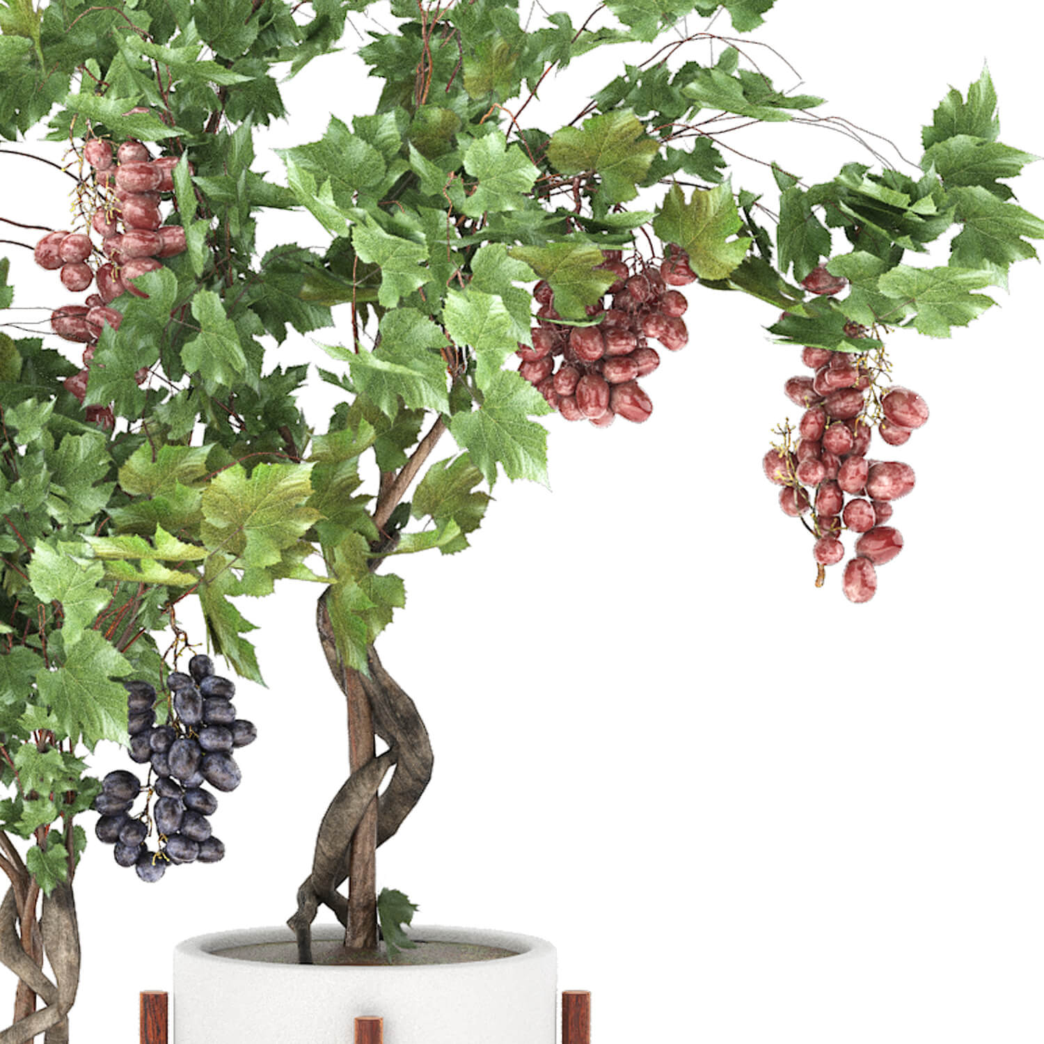 Pots of Grapes Trees - 3D Model by Proart1studio