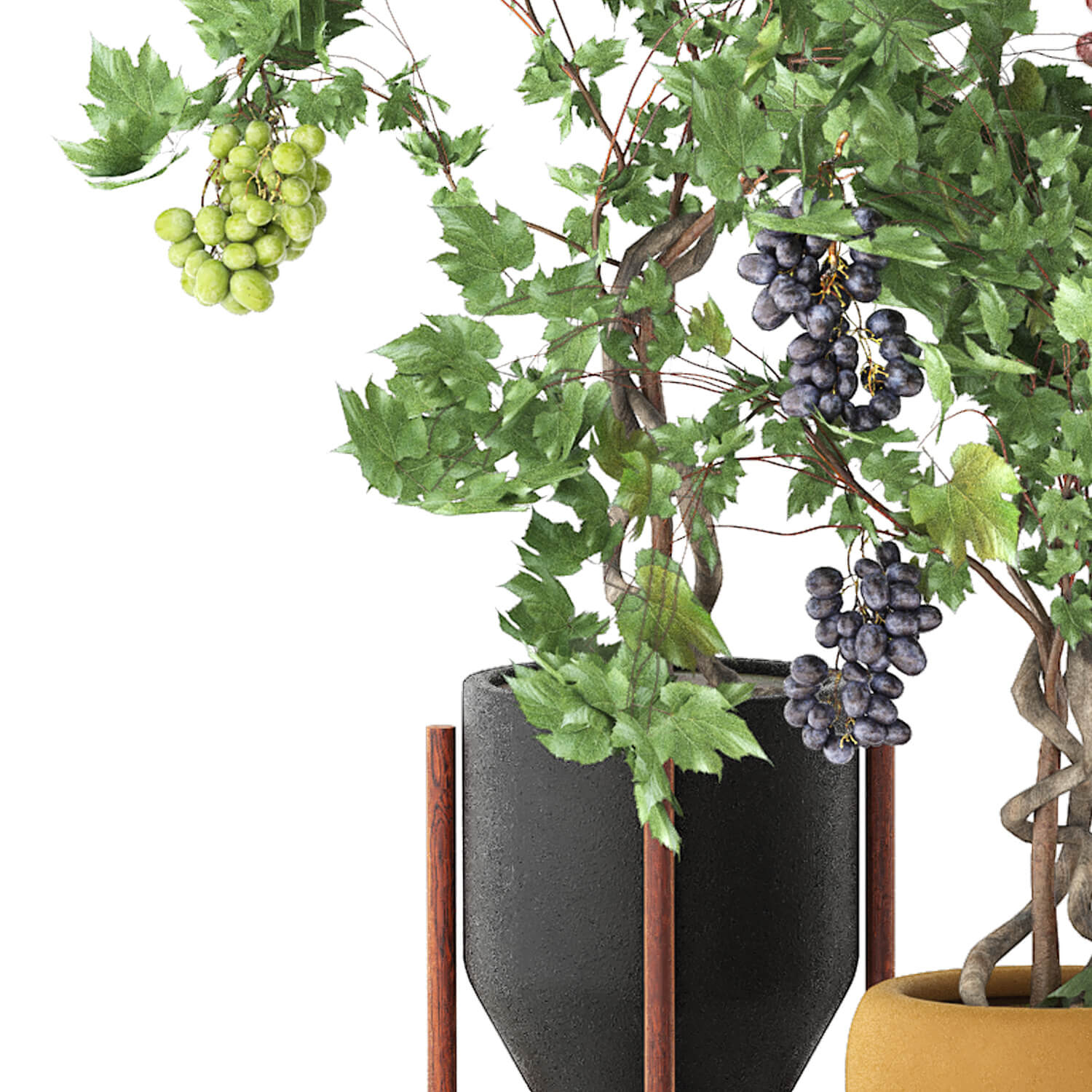 Pots of Grapes Trees - 3D Model by Proart1studio