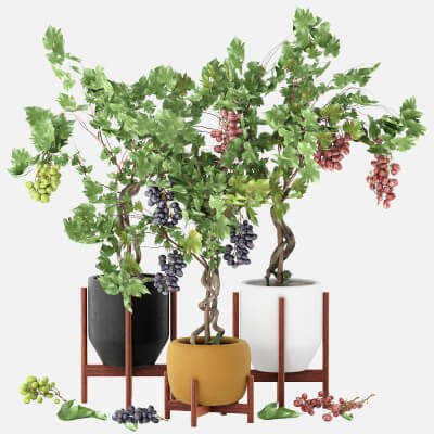 Pots of Grapes Trees - 3D Model by Proart1studio