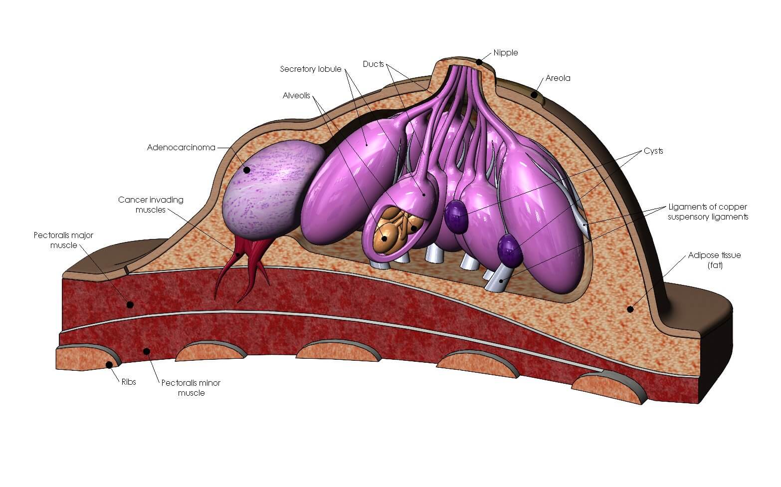 Breast Anatomy - 3D Model by RachidSW