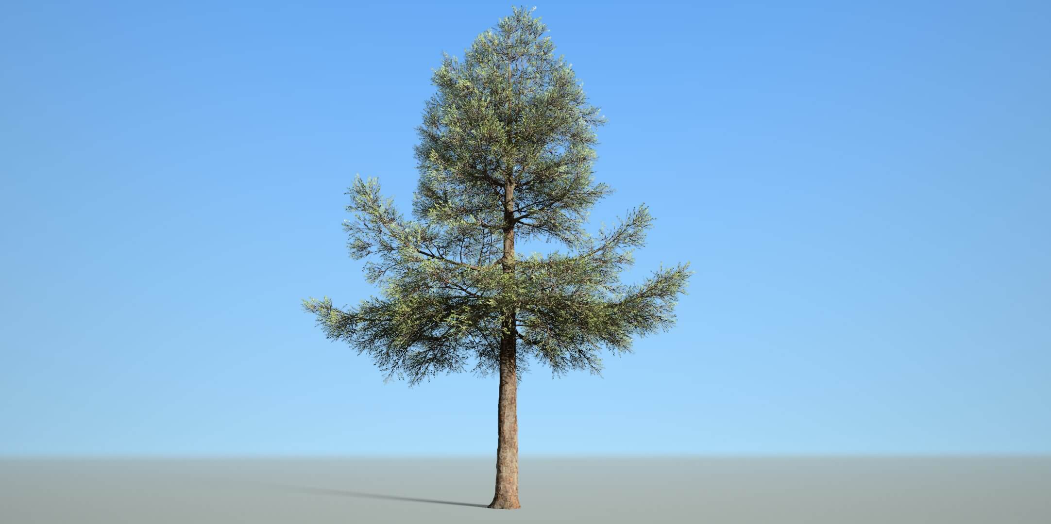 Conifer Tree 003 - 3D Model by Radju