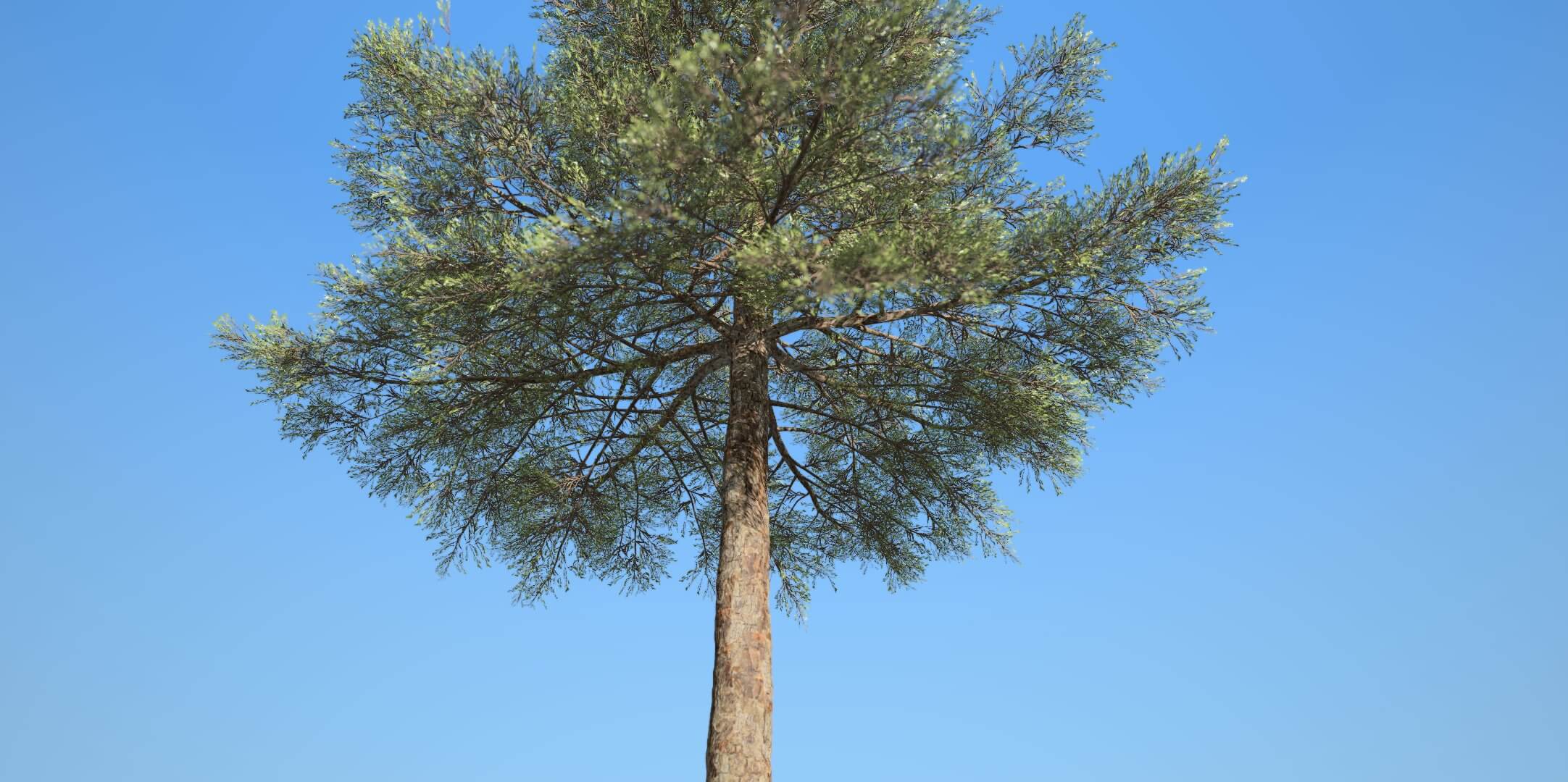 Conifer Tree 003 - 3D Model by Radju