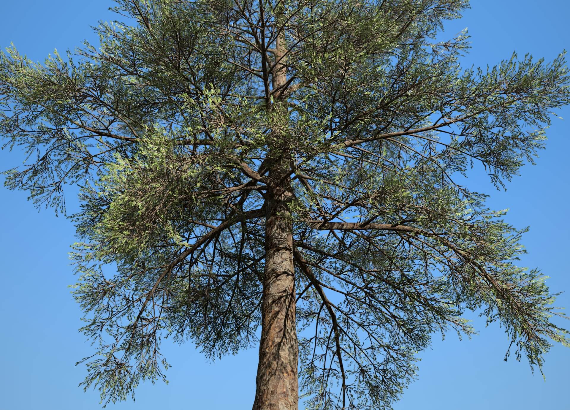 Conifer Tree 005 - 3D Model by Radju