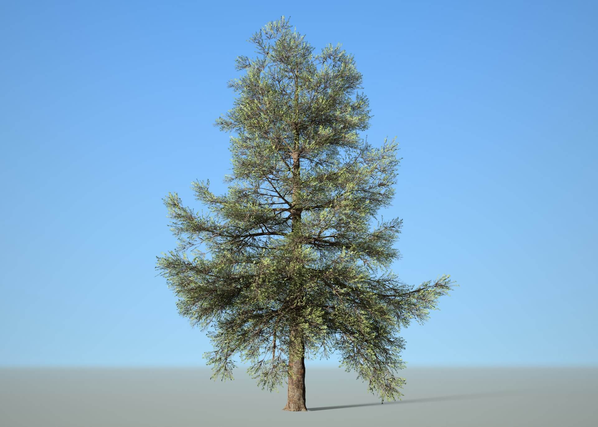 Conifer Tree 006 - 3D Model by Radju