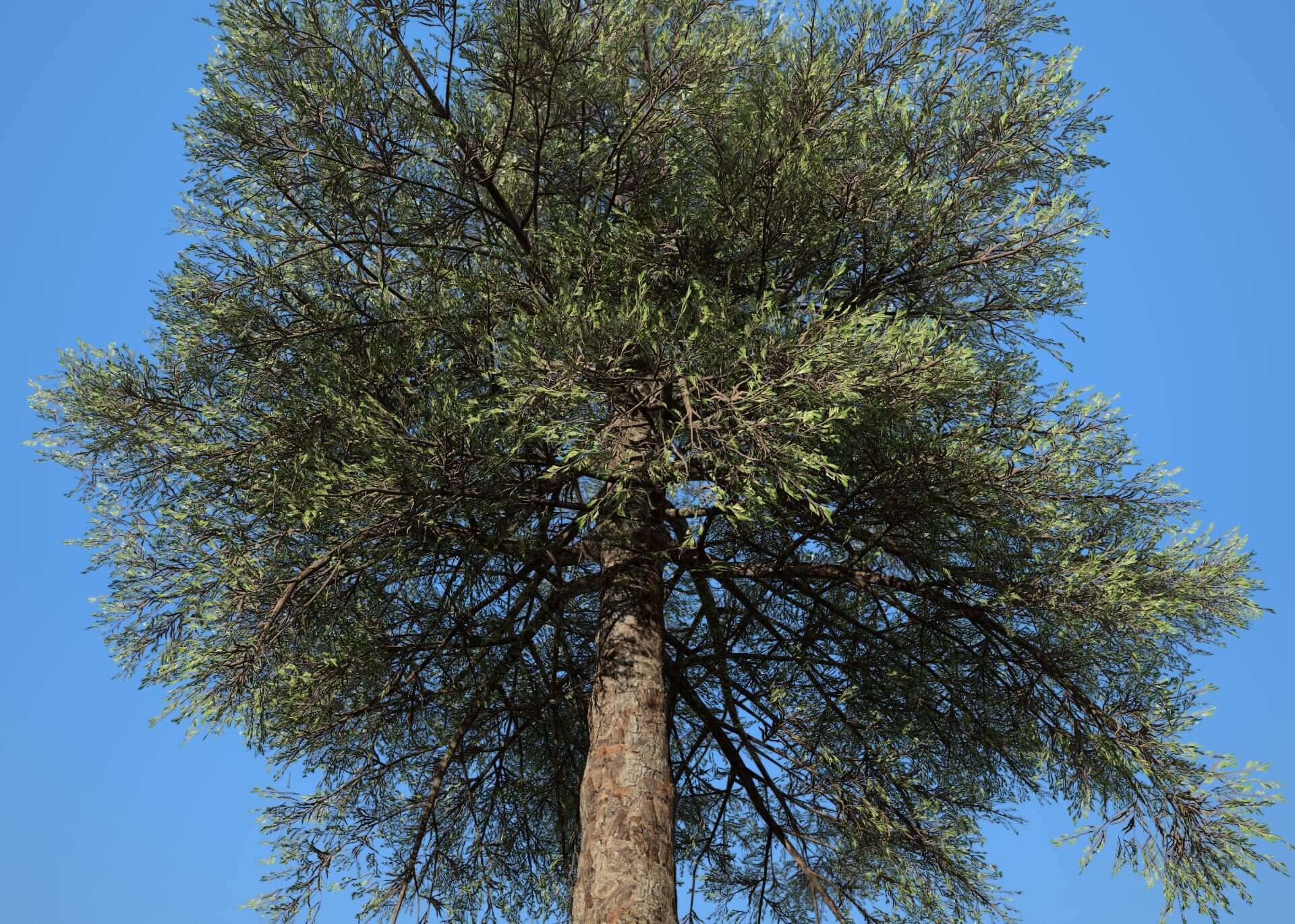 Conifer Tree 006 - 3D Model by Radju