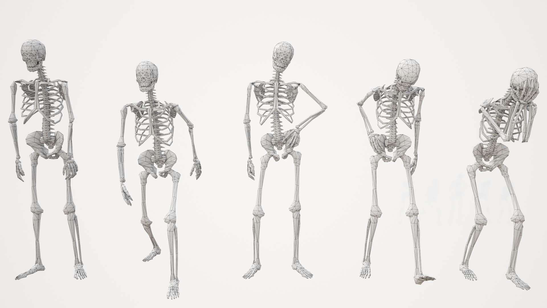 Human Skeleton Drawing Reference