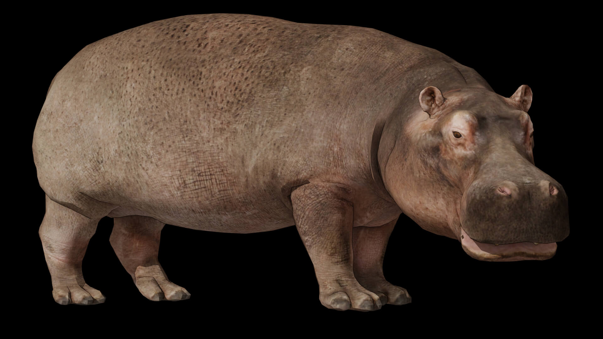 Hippo 3D Model Free by Rango2001