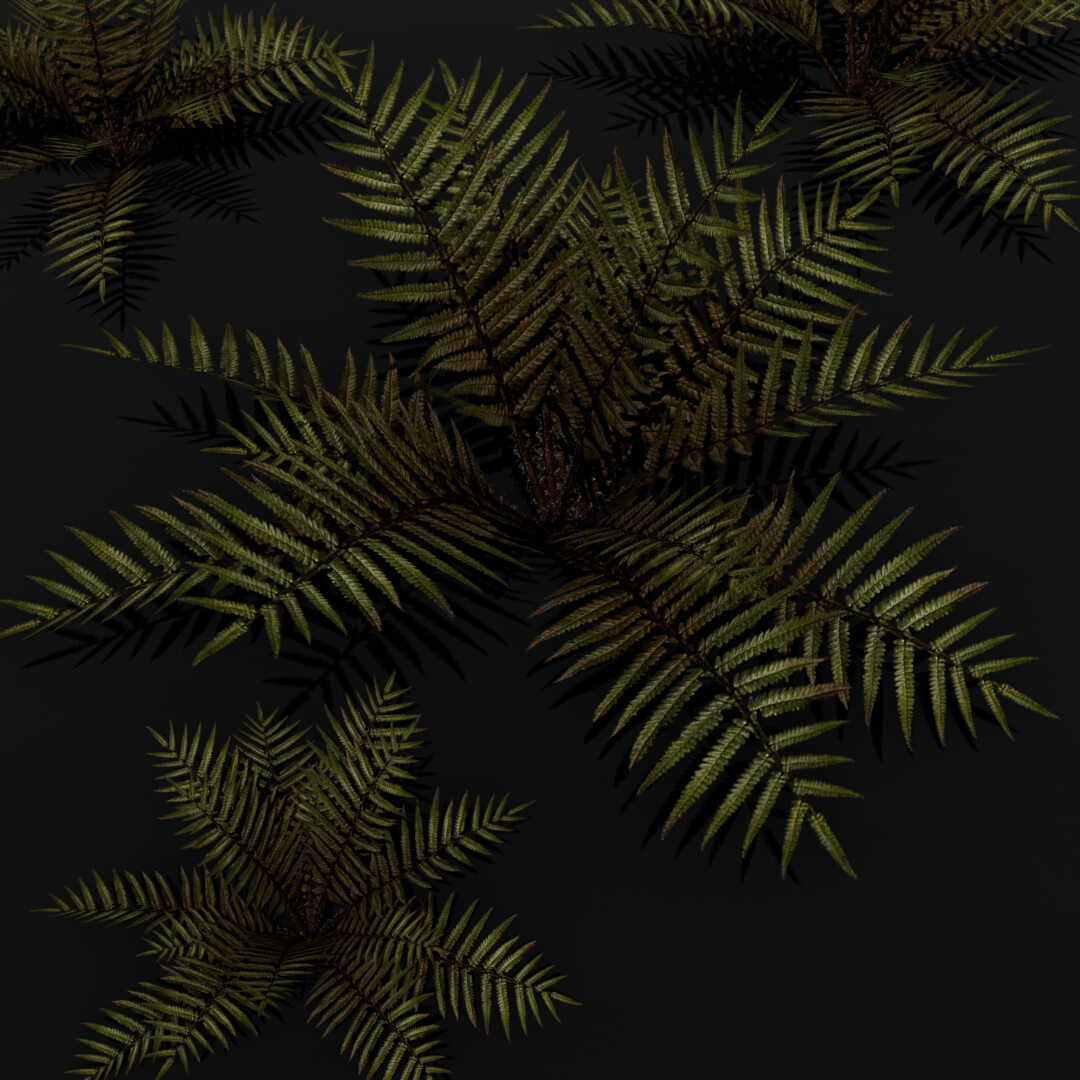 Wild Fern 3D Model Free by Rango2001