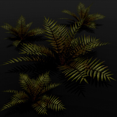 Wild Fern 3D Model Free by Rango2001