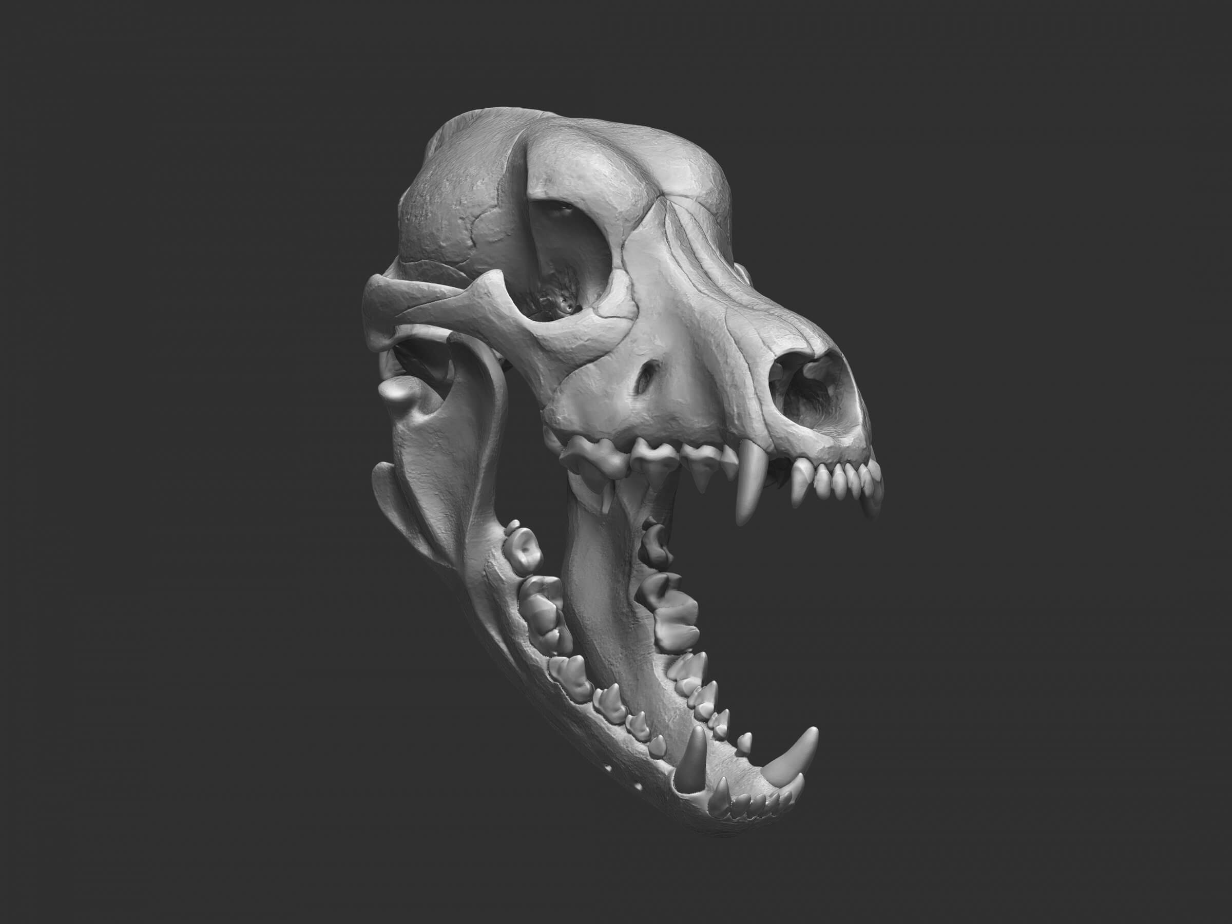 Dog Skull - 3D Model by rbonnacoelho