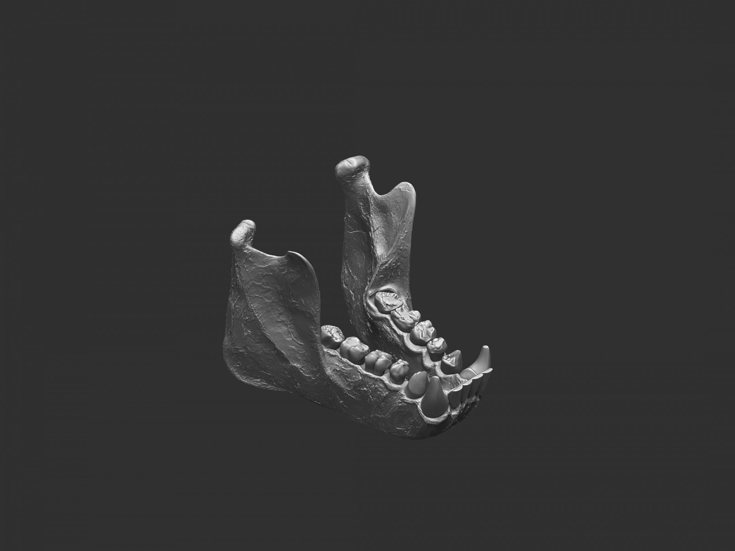 Female Proconsul Africanus Skull - 3D Model by rbonnacoelho