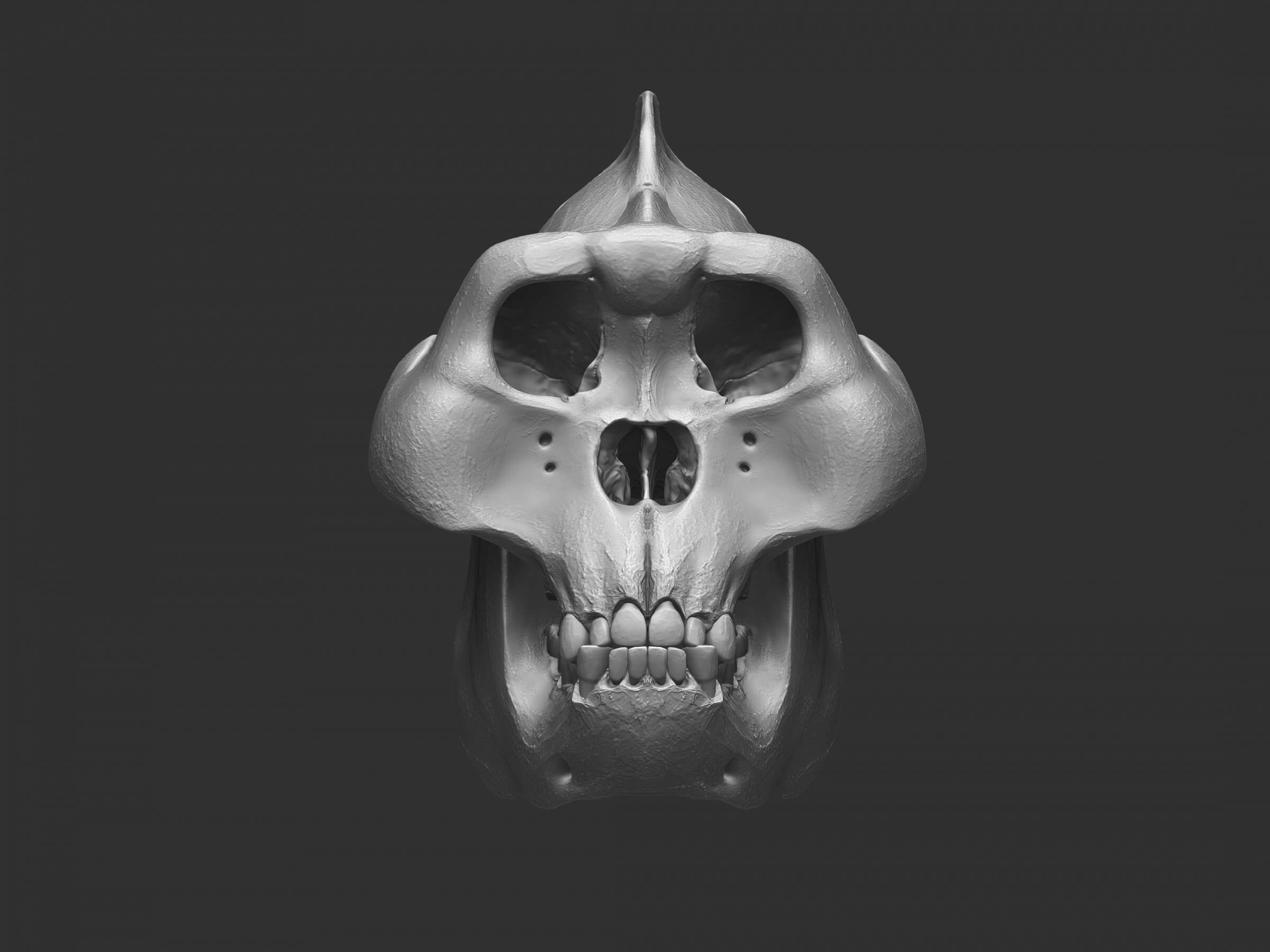 Gigantopithecus Skull - 3D Model by rbonnacoelho