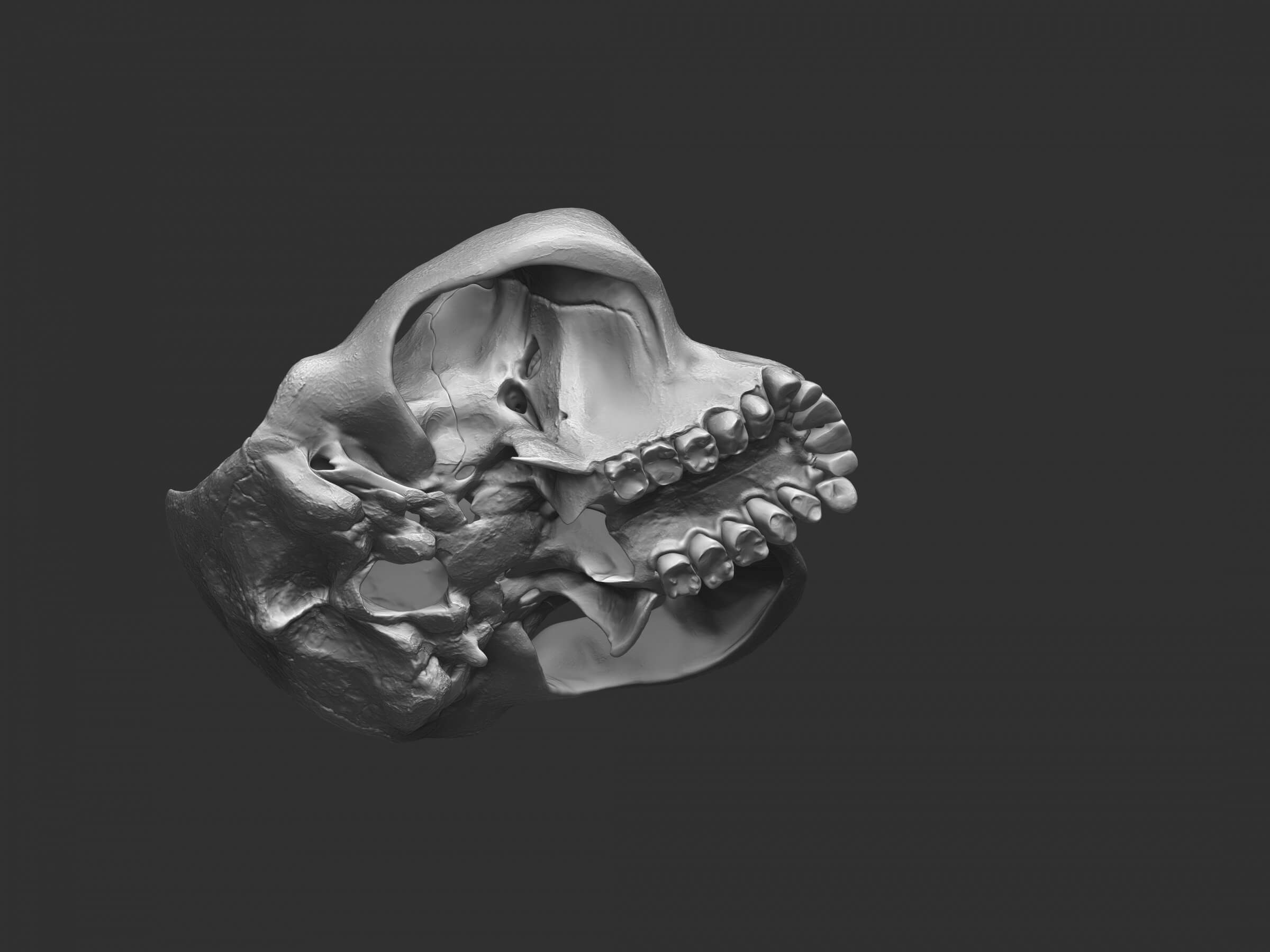 Gigantopithecus Skeleton