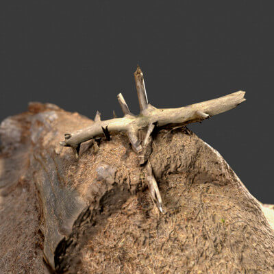 Ant Nest Log - 3D Model by realityscanning