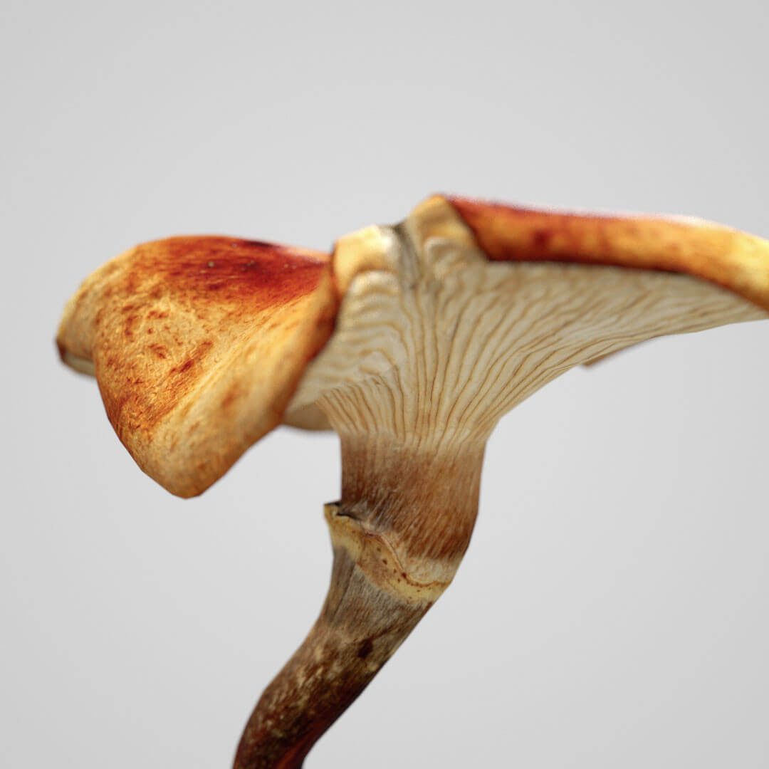 Forest Mushroom - 3D Model by realityscanning
