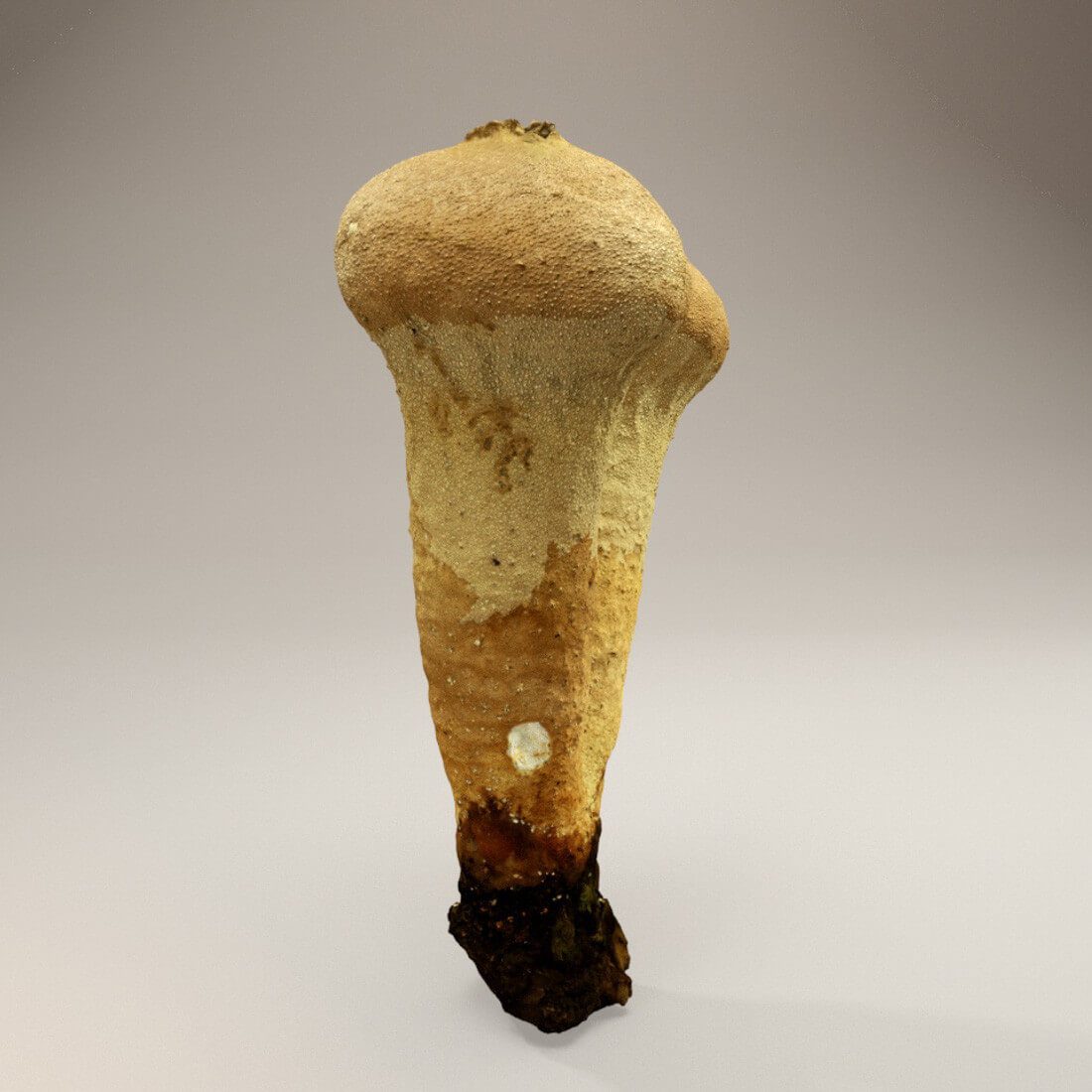 Puffball Mushroom - 3D Model by realityscanning