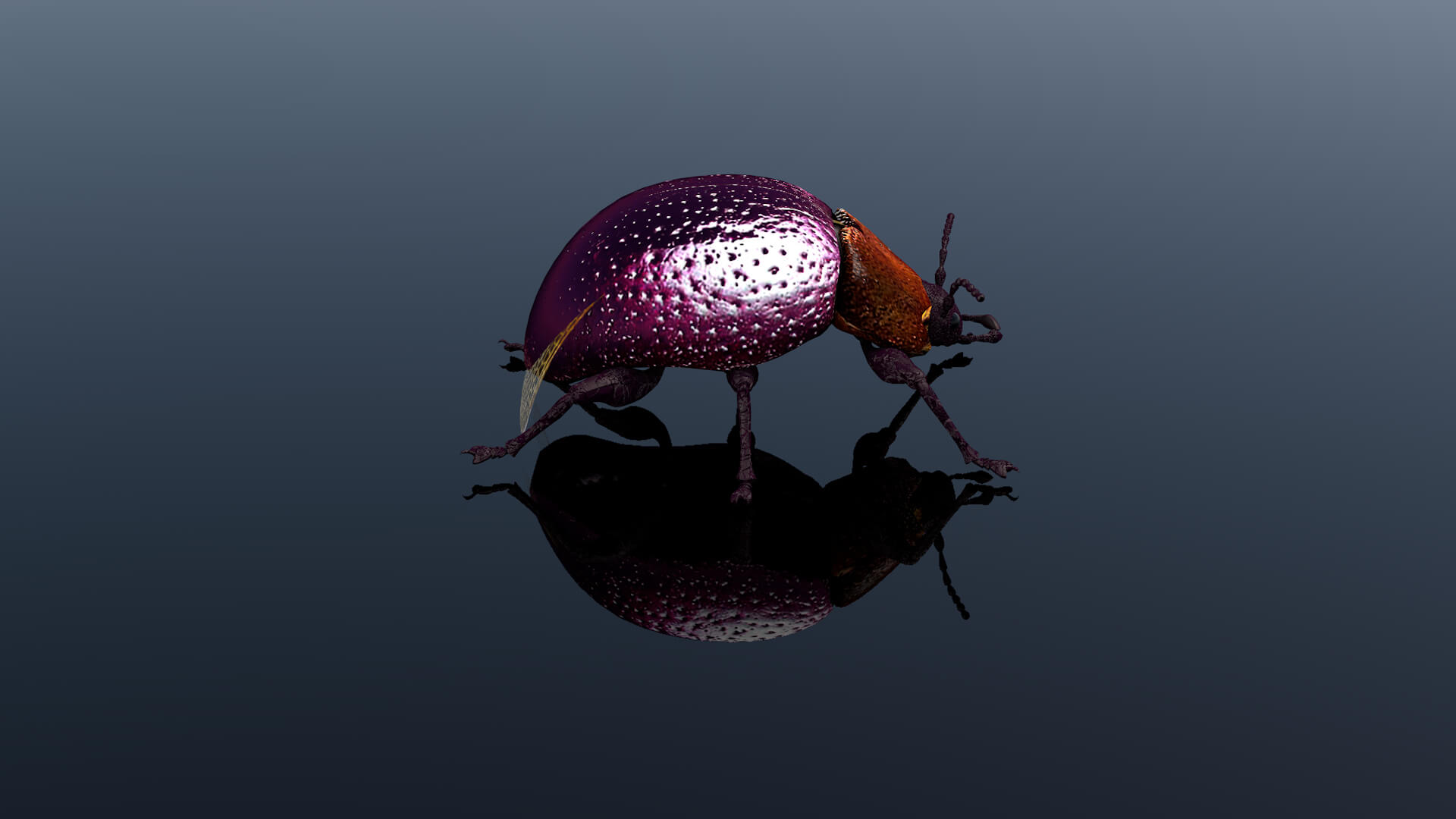 Beetle Insect - 3D Model by renatodalle